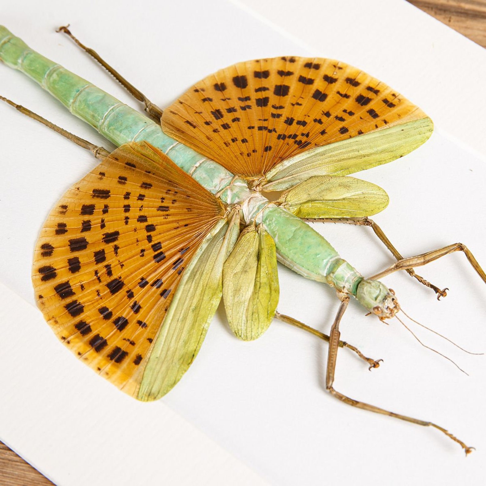 Giant Winged Walking Stick in Box Frame paracyphocrania - Etsy