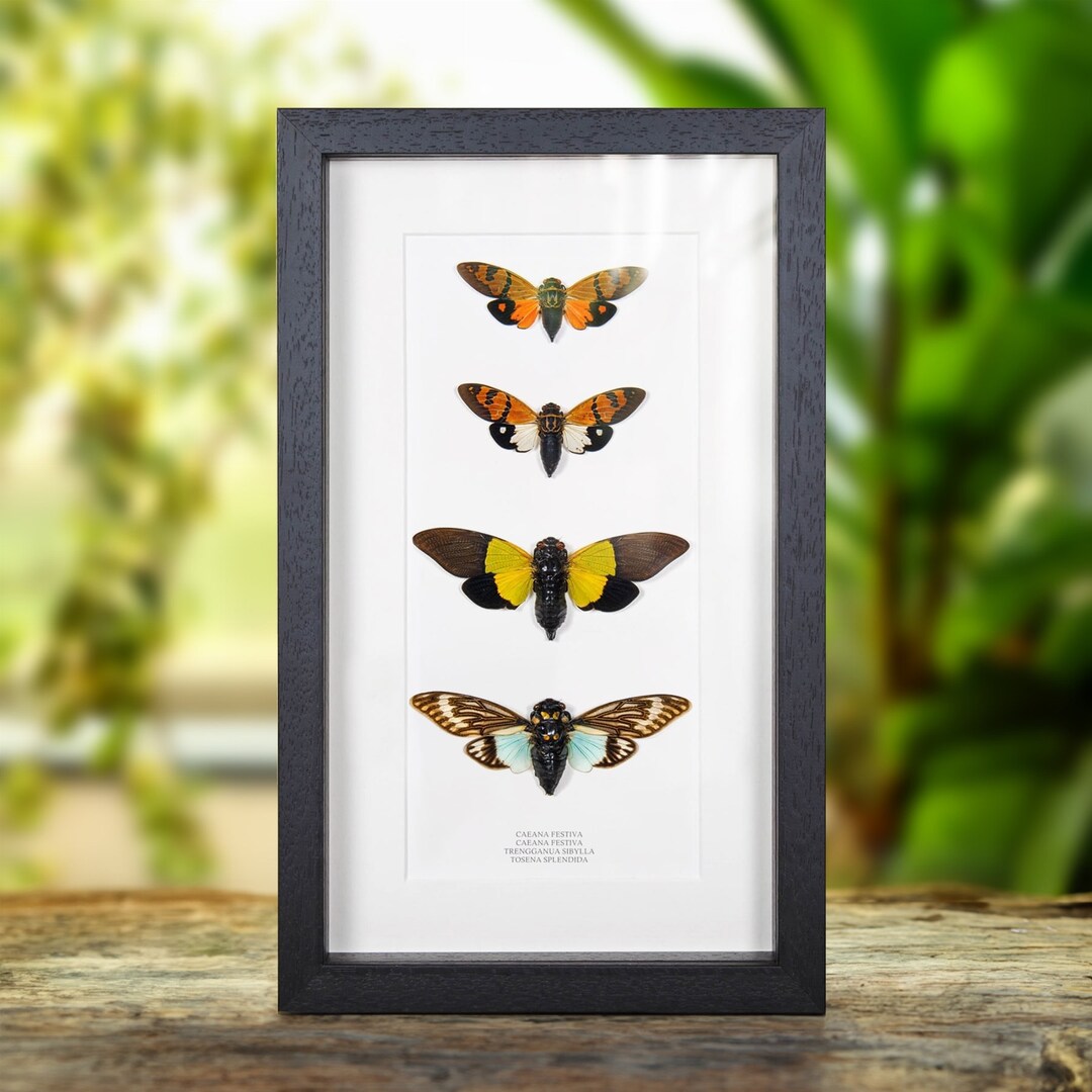 Cicada Quartet in Box Frame - Etsy