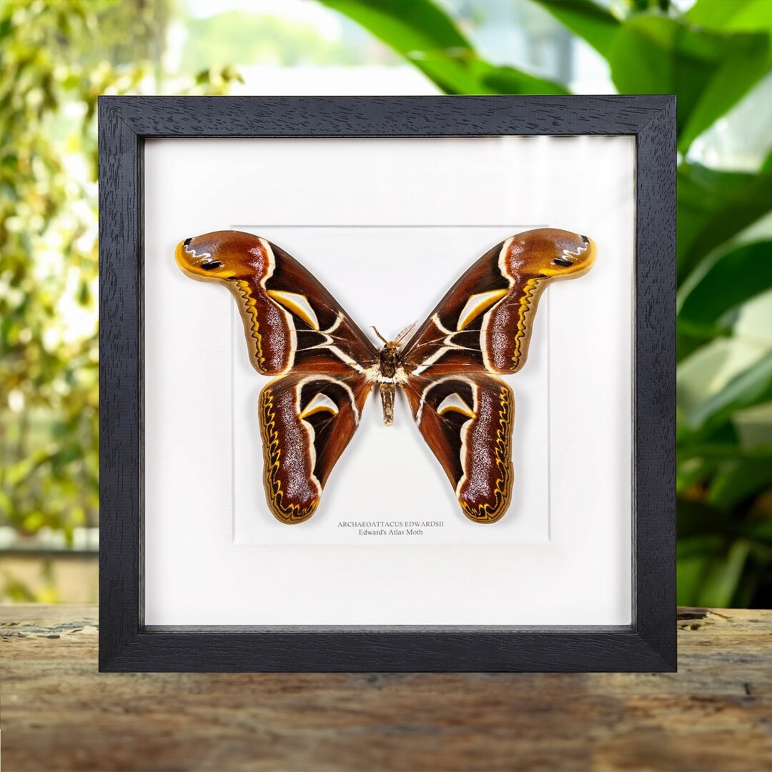 Edward's Atlas Moth in Box Frame (archaeoattacus Edwardsii) - Etsy