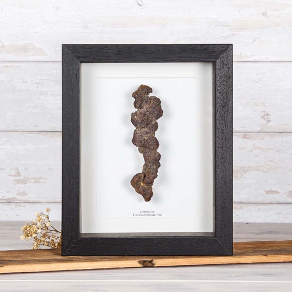 Fossilised Dinosaur Poo in Box Frame coprolite | Etsy