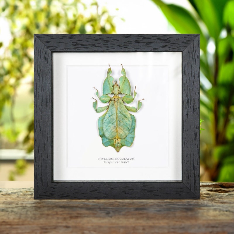 Framed Insects - Etsy