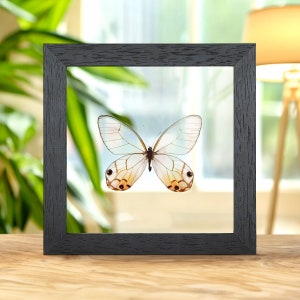The Amber Phantom Butterfly in Clear Glass Frame (haetera Piera) - Etsy