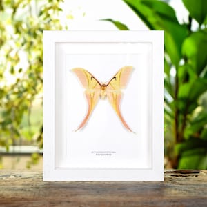 Rarely Seen Pink Spirit Moth in Box Frame (actias Rhodopneuma) - Etsy