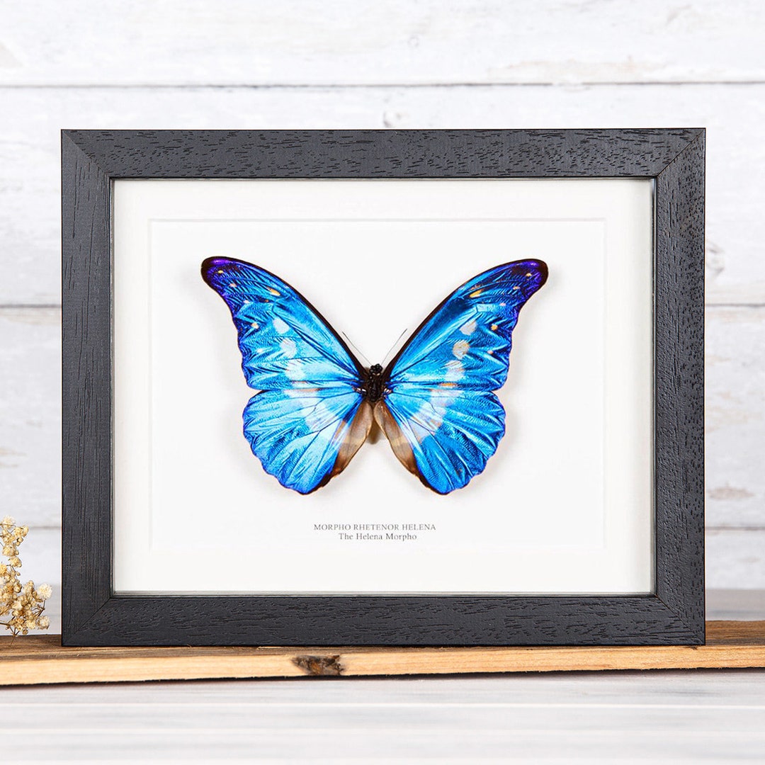 Helena Morpho Butterfly in Box Frame morpho Rhetenor Helena - Etsy