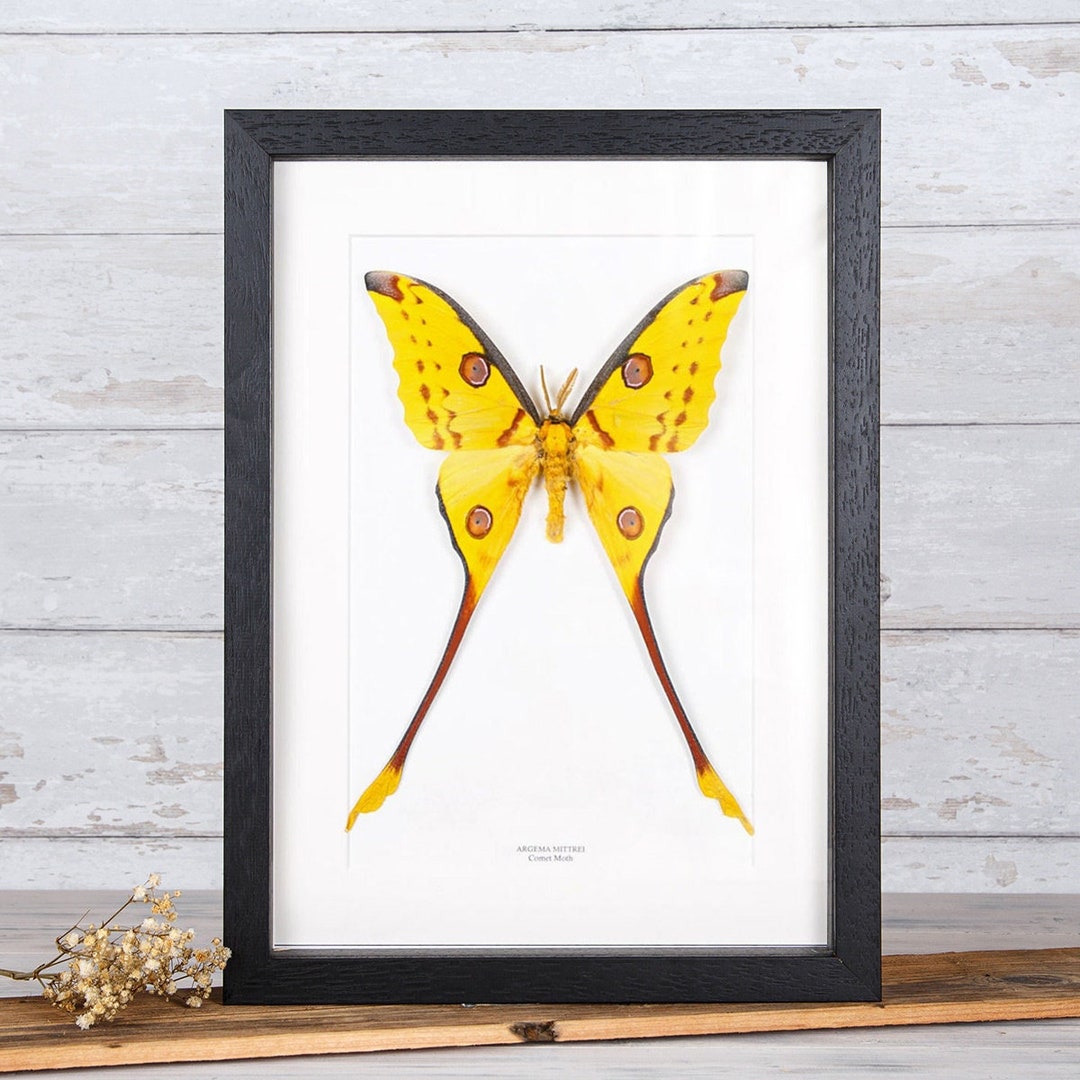 Comet Moth in Box Frame argema Mittrei - Etsy