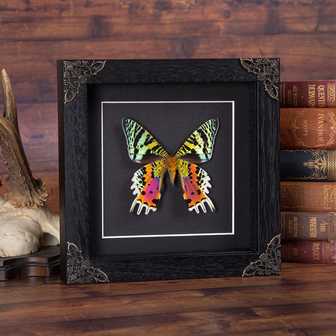Sunset Moth in Baroque Style Box Frame - Etsy