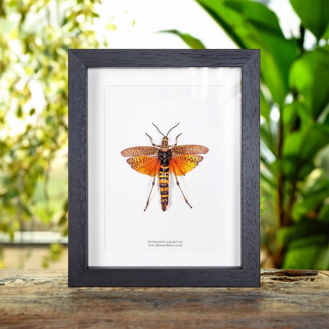 East African Bush Locust in Box Frame (phymateus Aegrotus) - Etsy
