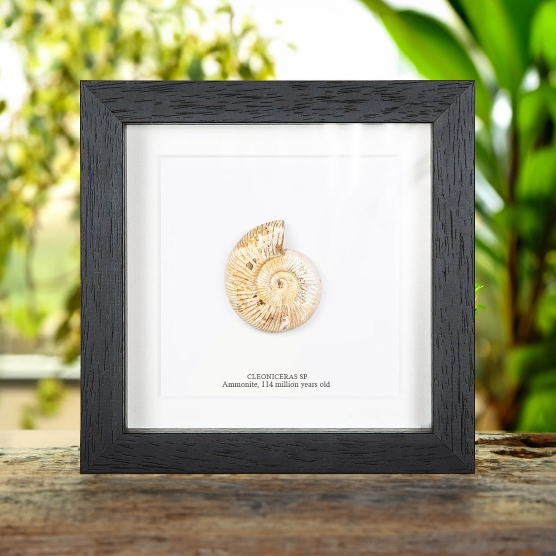 White Spine Whole Ammonite Fossil in Box Frame (cleoniceras Sp) - Etsy