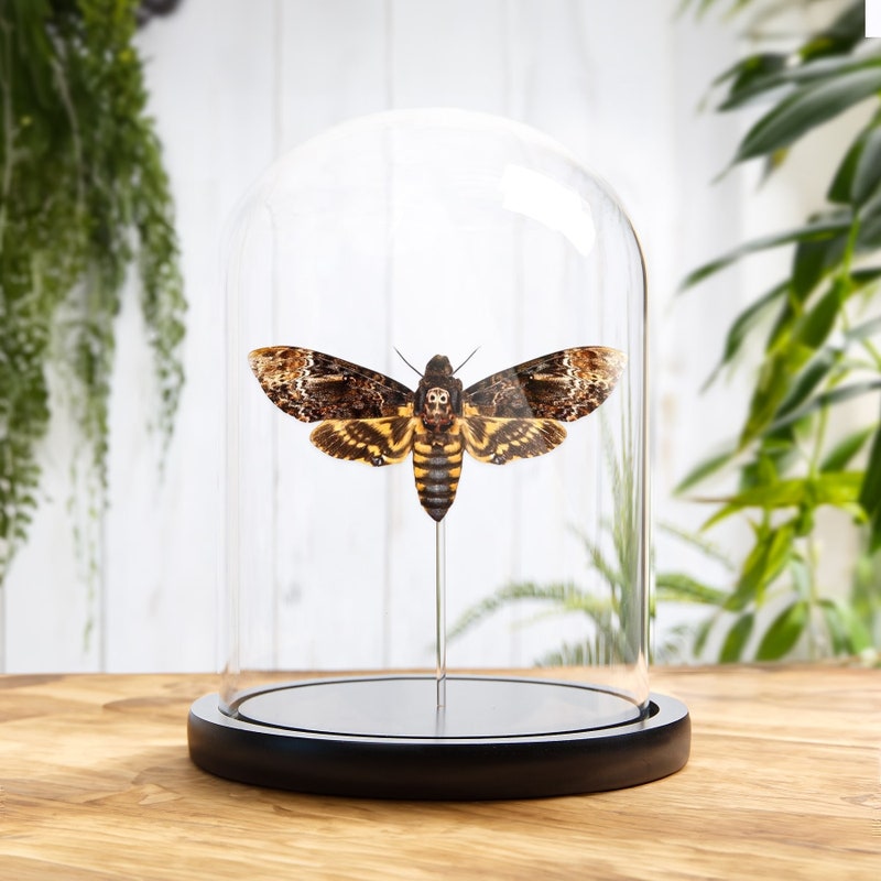 Real Moth Jar - Etsy