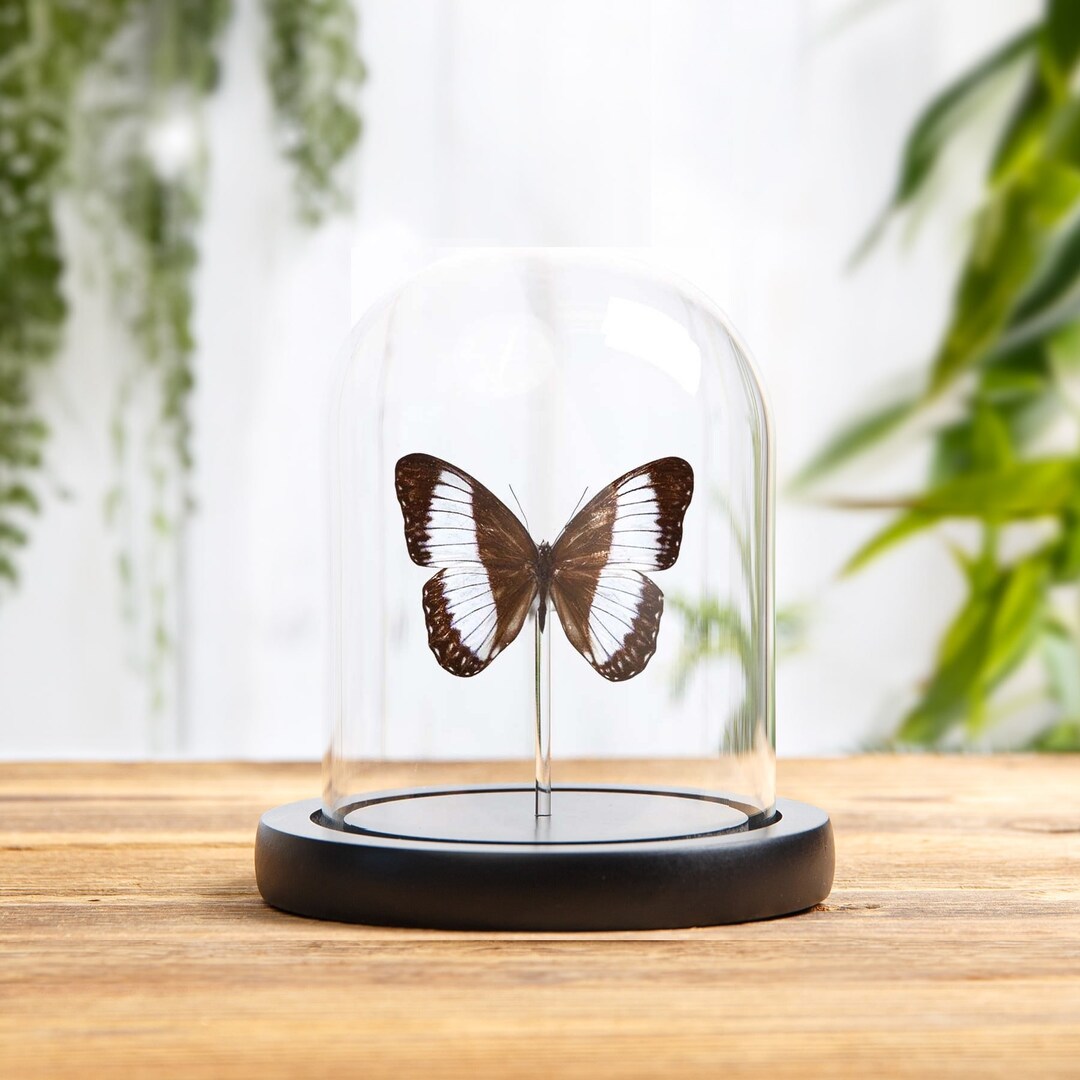 Zethera Pimplea Butterfly in Glass Dome With Wooden Base From ...