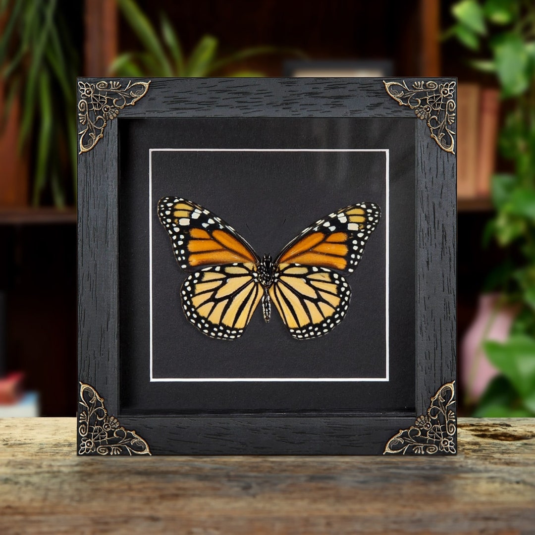 Female Monarch Butterfly Ventral Side in Baroque Style Frame (danaus ...