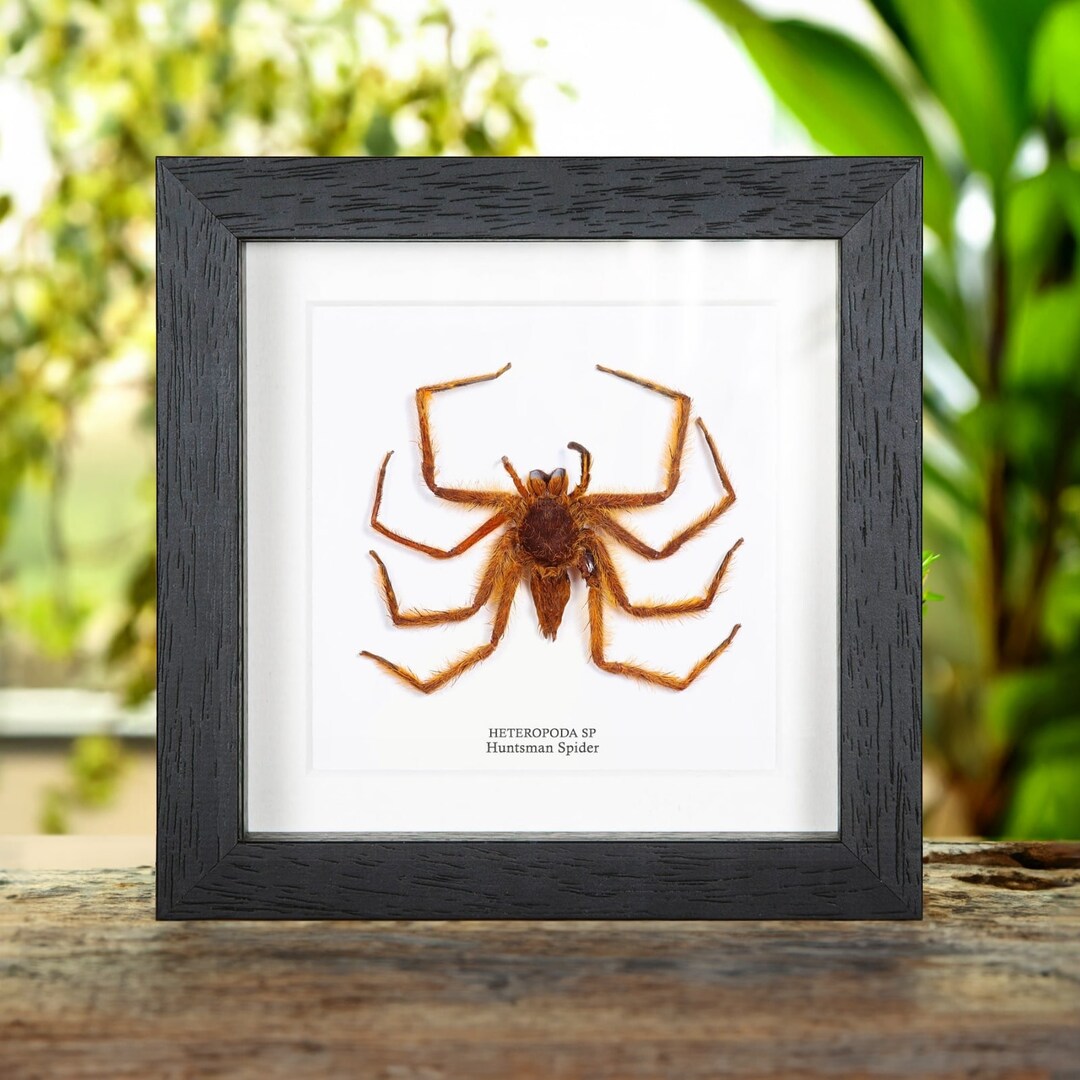 Orange Huntsman Spider in Box Frame (heteropoda Sp) - Etsy
