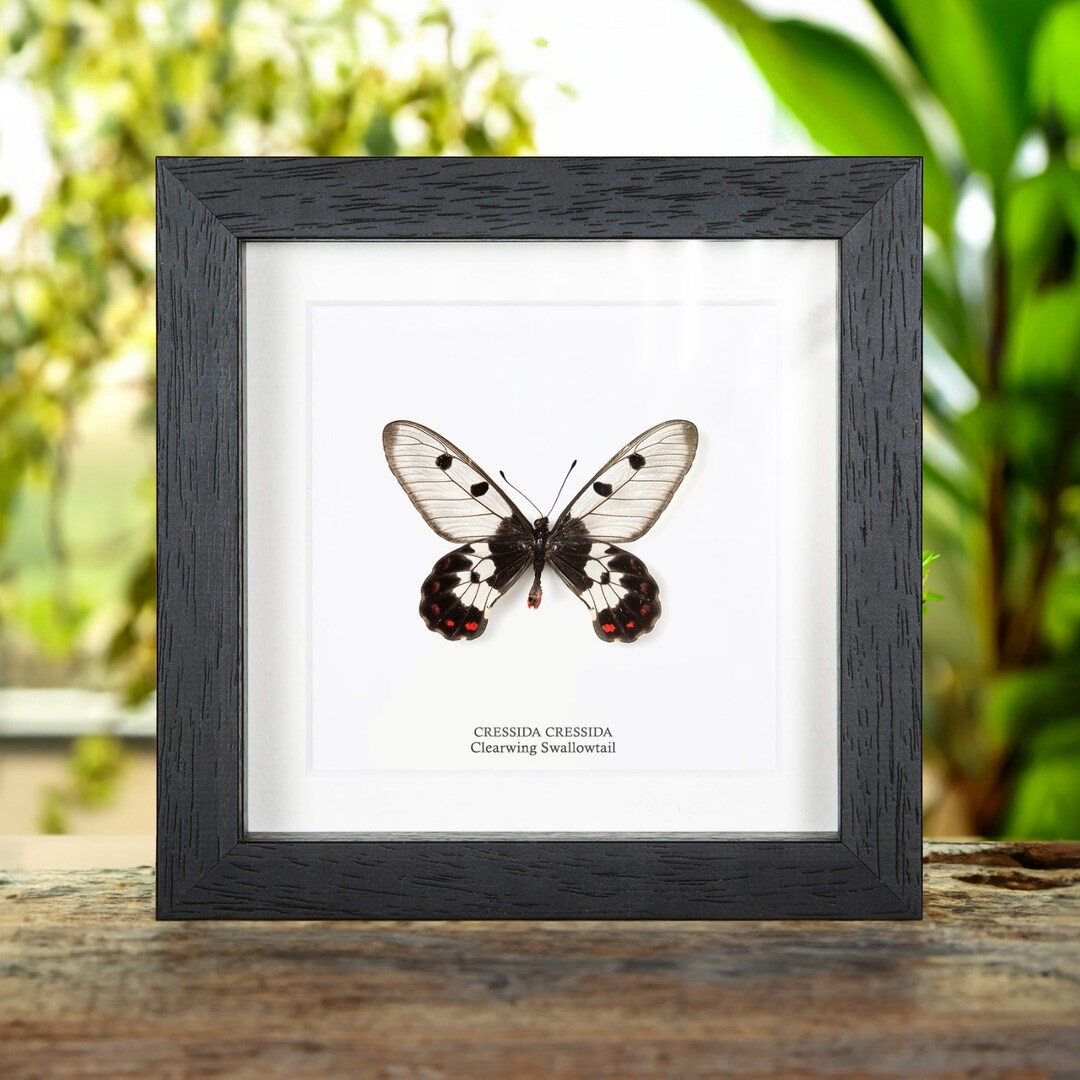 The Clearwing Swallowtail Butterfly in Box Frame (cressida Cressida) - Etsy