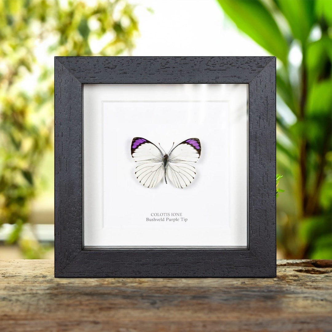 Bushveld Purple Tip Butterfly in Box Frame (colotis Ione) - Etsy