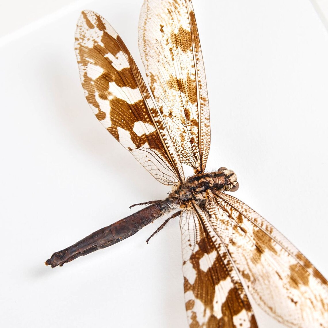 Giant Antlion in Box Frame palpares Sp. - Etsy