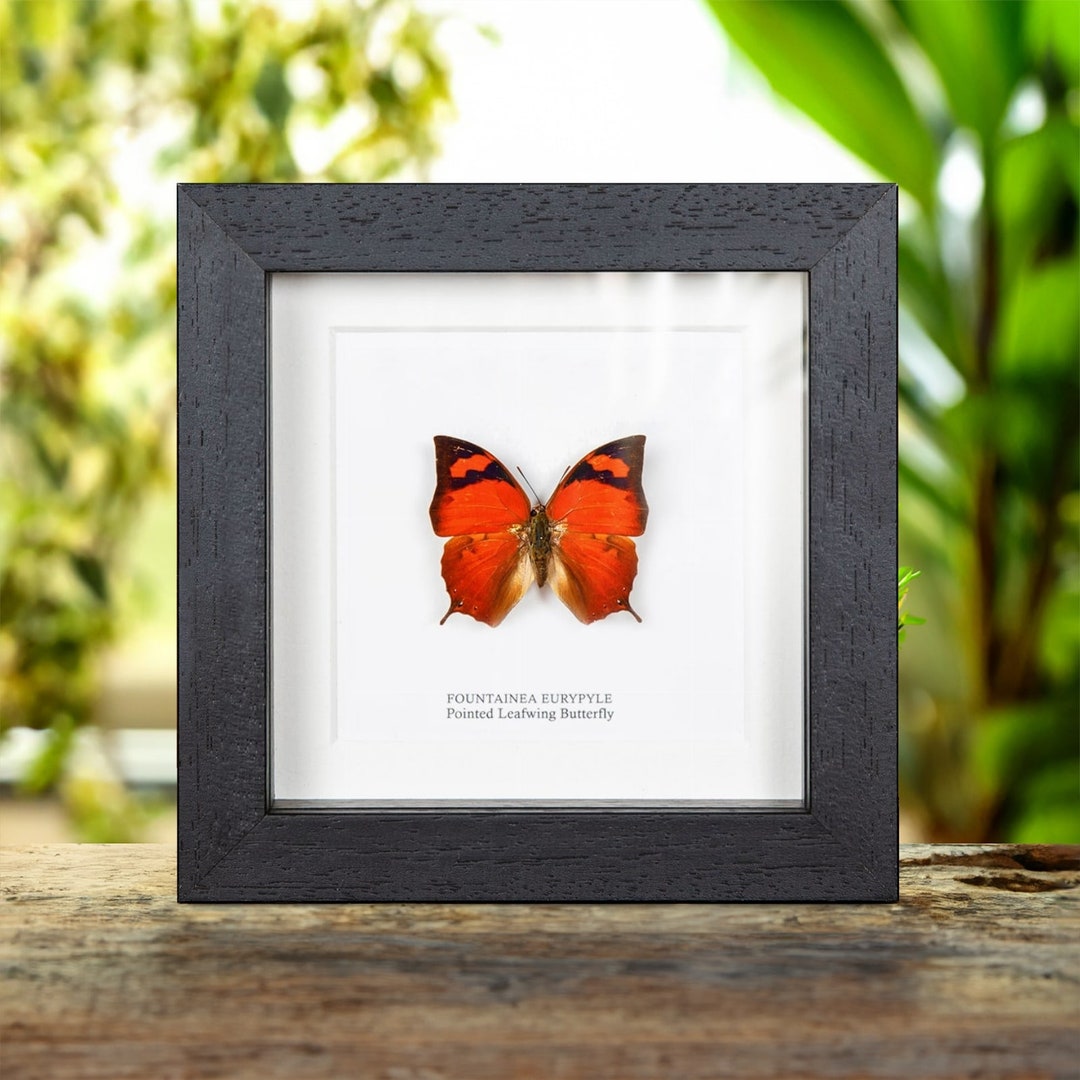 Pointed Leafwing Butterfly in Box Frame (fountainea Eurypyle) - Etsy