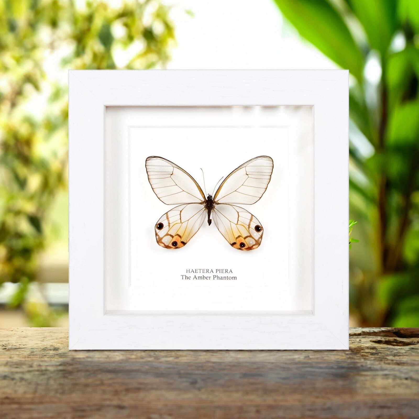 The Amber Phantom Butterfly in Box Frame (haetera Piera) - Etsy