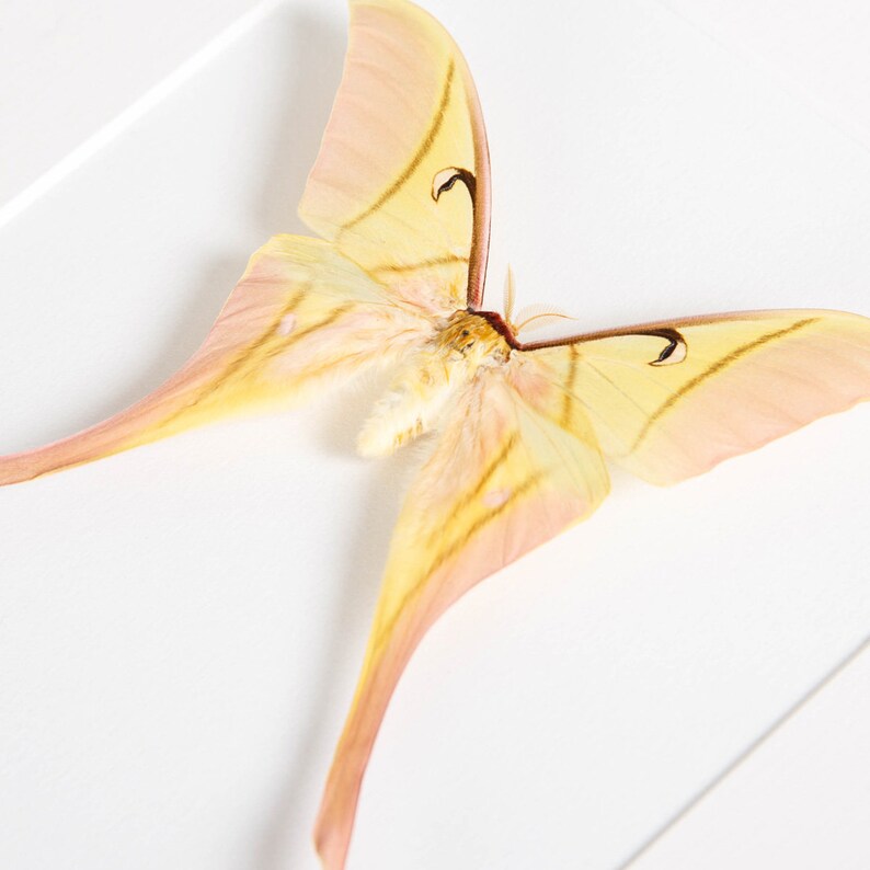 Rarely Seen Pink Spirit Moth in Box Frame actias Rhodopneuma - Etsy