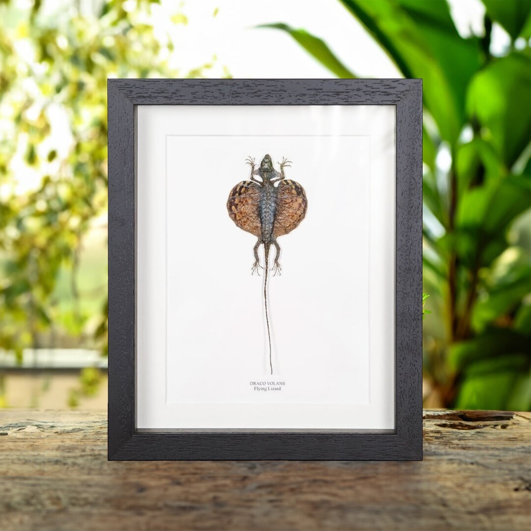 Flying Lizard in Box Frame (draco Volans) - Etsy