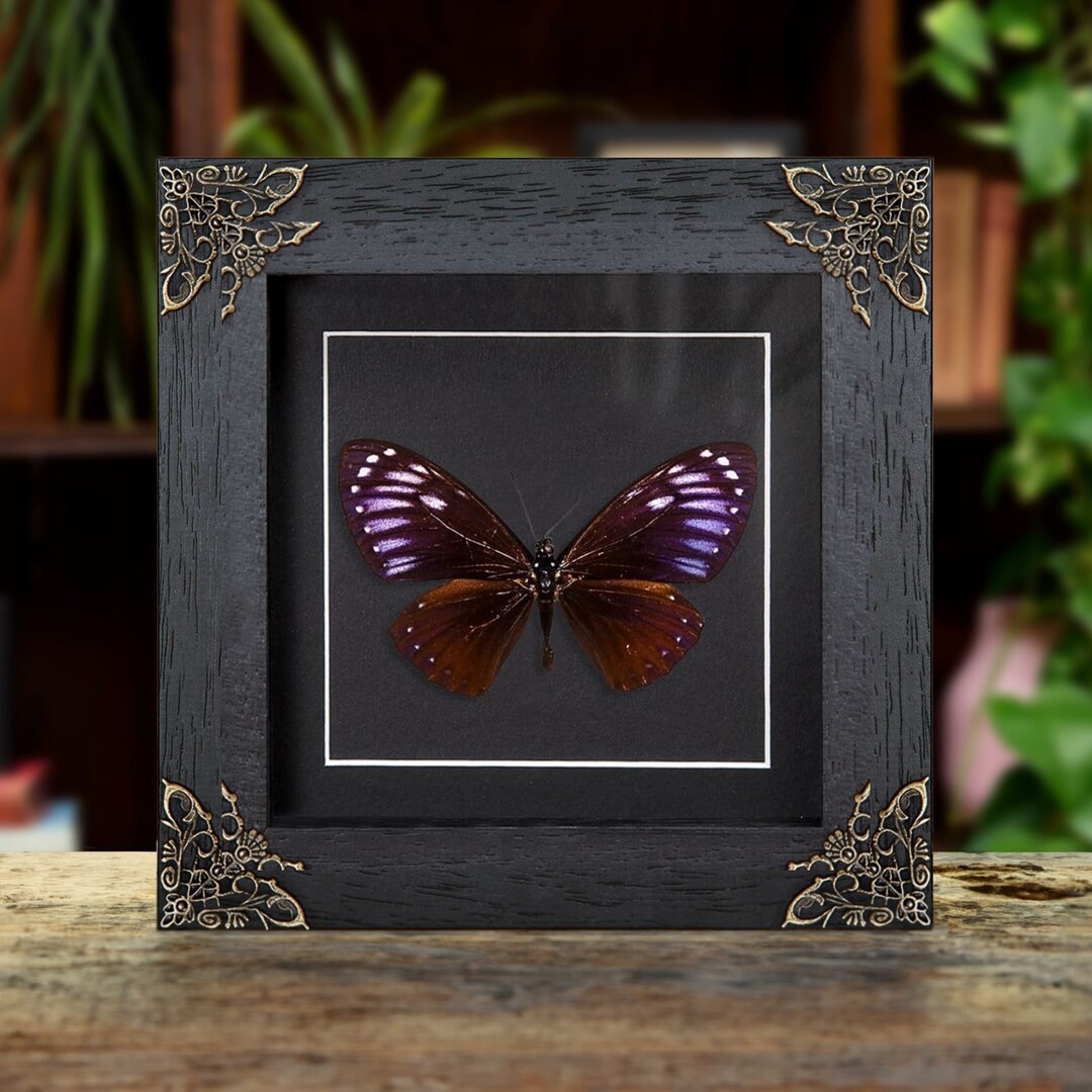 Rare Great Blue Mime in Baroque Style Frame (papilio Paradoxa) - Etsy