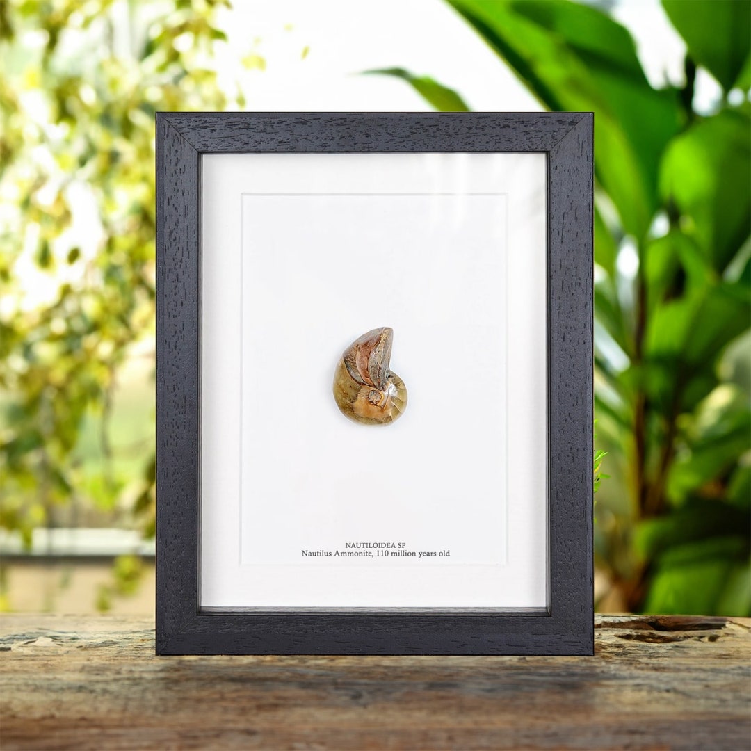 Whole Nautilus Ammonite Fossil in Box Frame (nautiloidea Sp) - Etsy