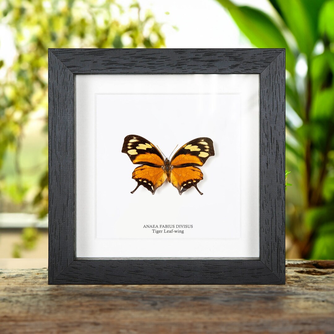 The Tiger Leaf-wing Butterfly in Box Frame (anaea Fabius Divisus) - Etsy