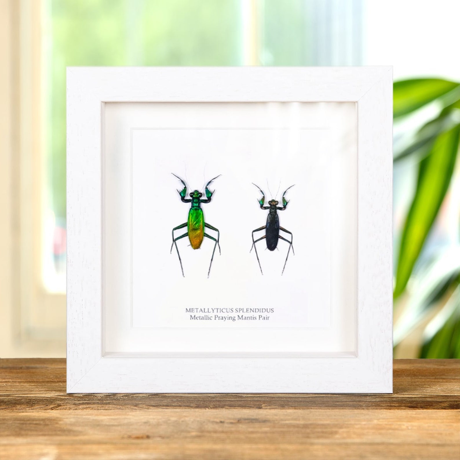 Metallic Praying Mantis Pair in Box Frame metallyticus - Etsy