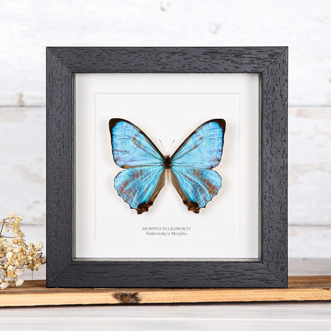 Sulkowsky's Morpho Butterfly in Box Frame morpho - Etsy