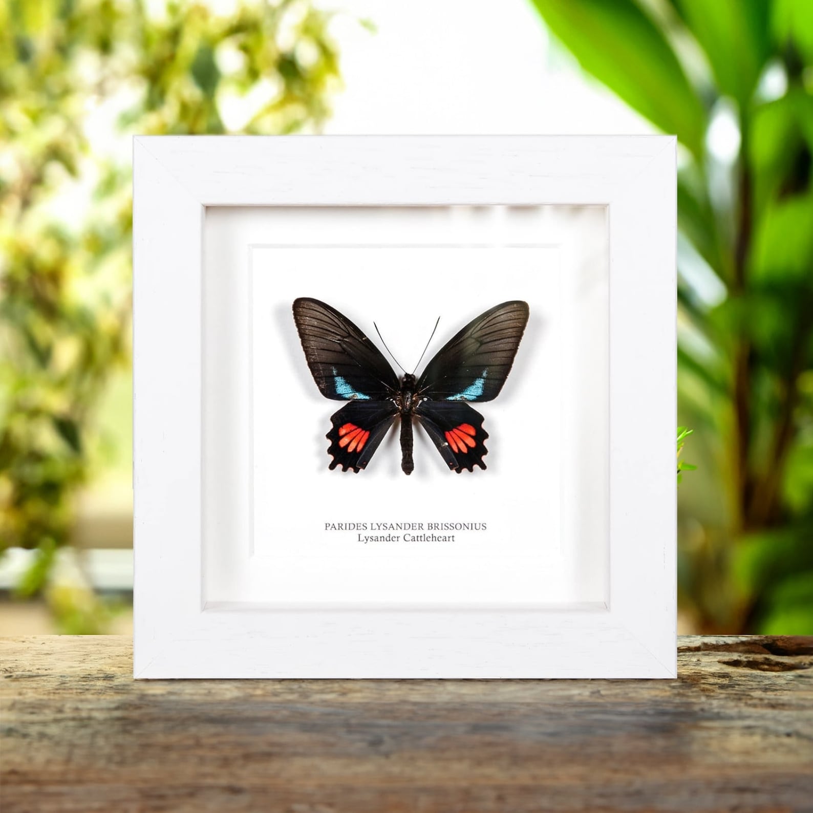 Lysander Cattleheart in Box Frame parides Lysander Brissonius - Etsy