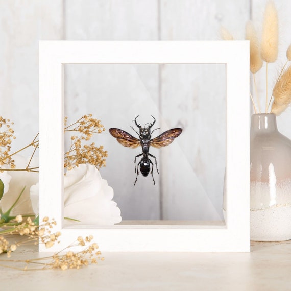 Megalara Garuda Sting