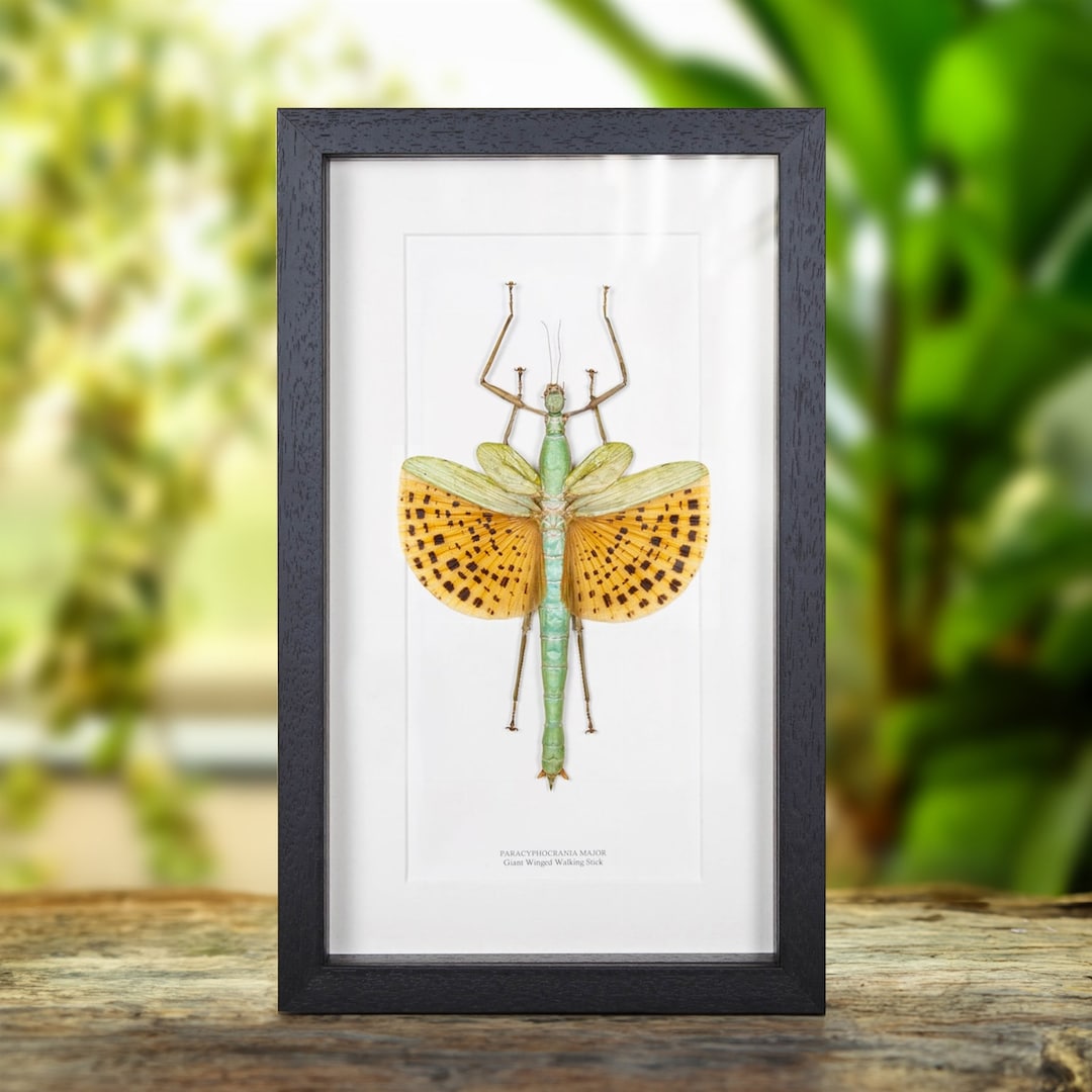 Giant Winged Walking Stick in Box Frame (paracyphocrania Major) - Etsy