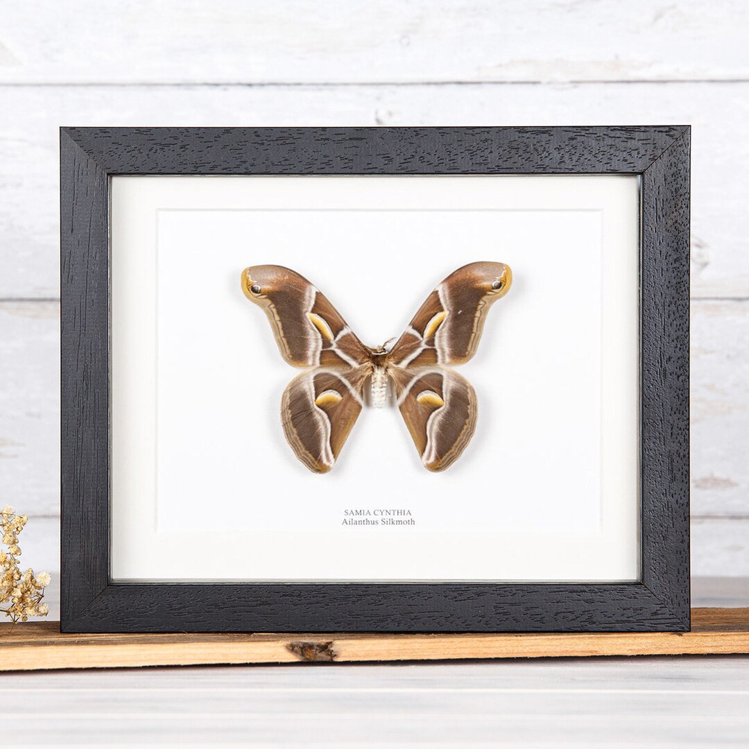 Ailanthus Silkmoth Moth Frame Moth Taxidermy Moth in Frame - Etsy