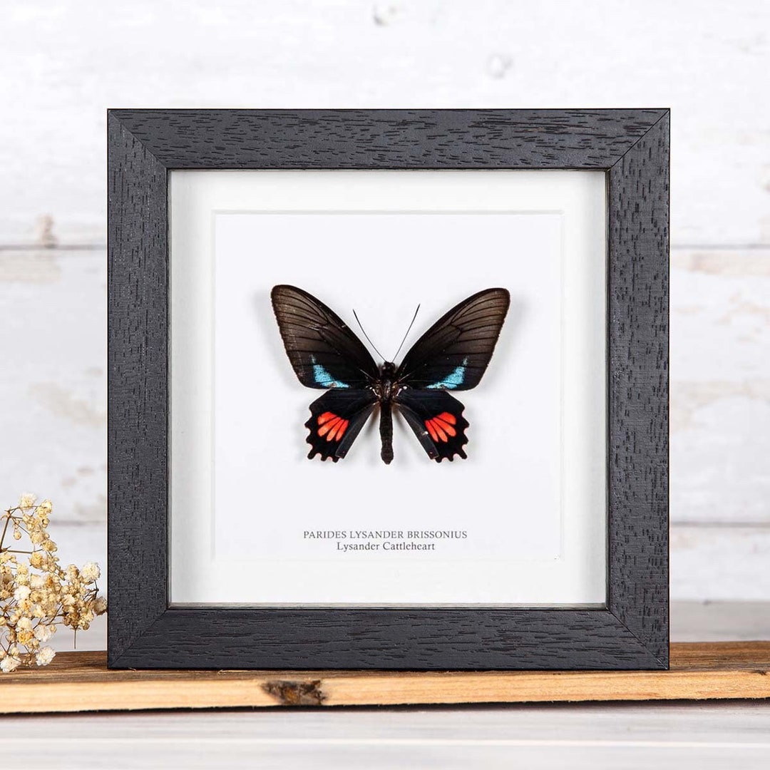 Lysander Cattleheart in Box Frame parides Lysander - Etsy