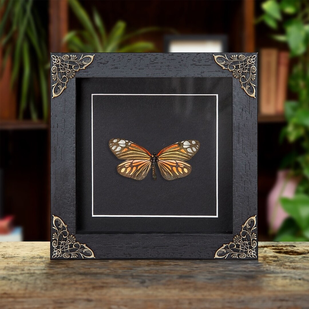Red Day-flying Moth in Baroque Style Frame campylotes Histrionicus - Etsy