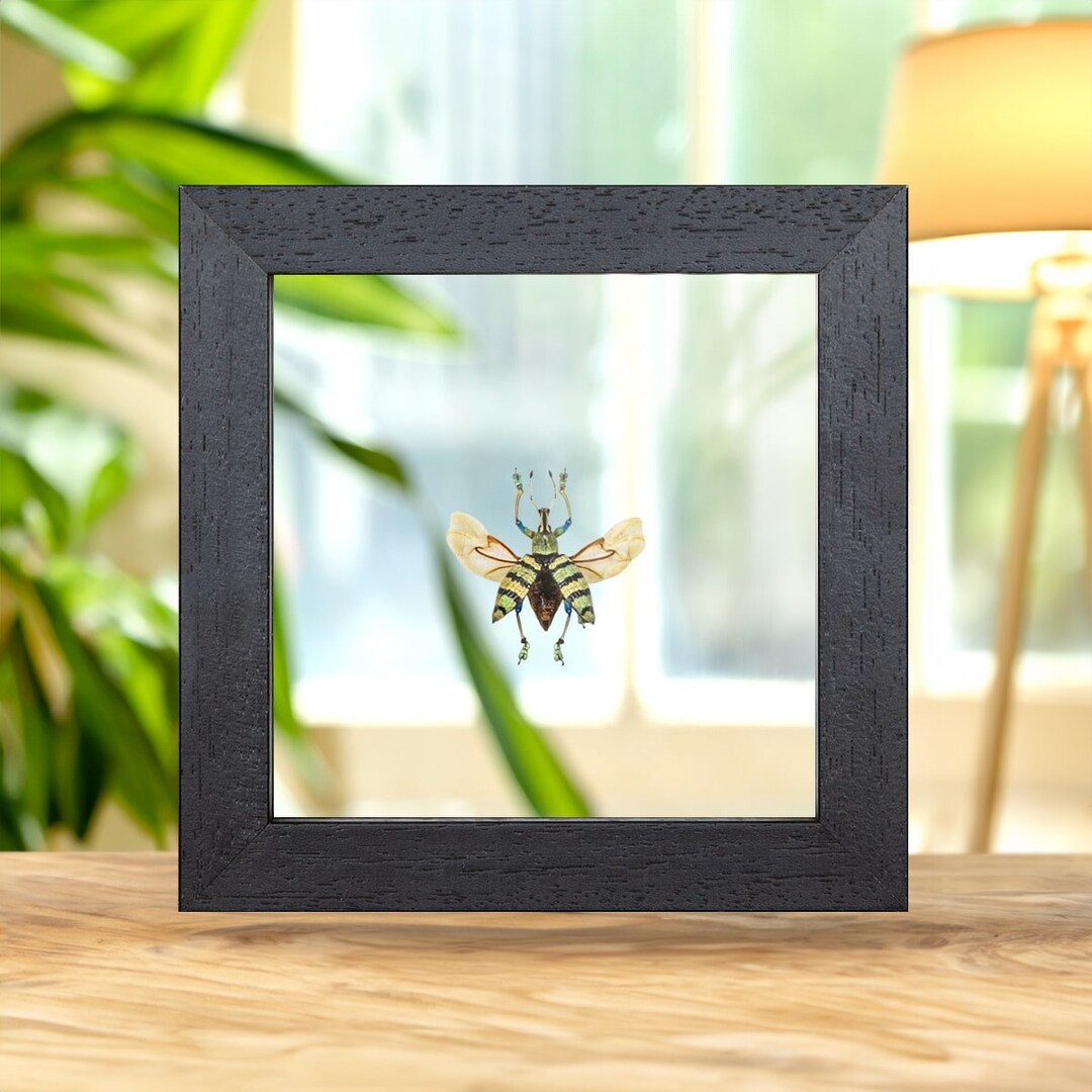 Blue Weevil Beetle in Clear Glass Box Frame (eupholus Schoenherrii) - Etsy