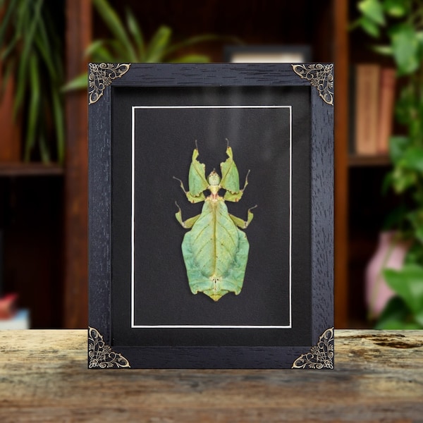 Giant Insects - Etsy