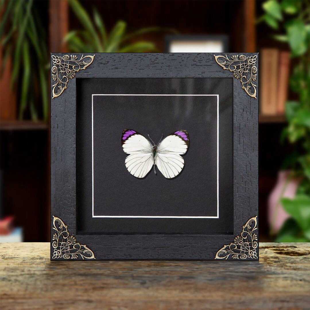 Bushveld Purple Tip Butterfly in Baroque Style Frame (colotis Ione) - Etsy