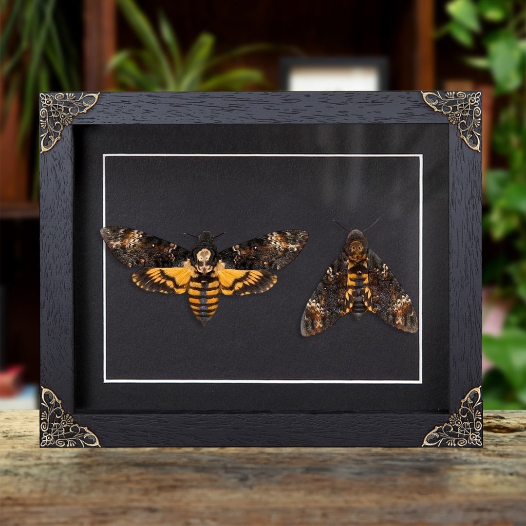 Death's Head Hawk Moth Pair in Baroque Style Box Frame - Etsy