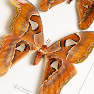 Filipino Atlas Moth Male & Female Pair in Box Frame (attacus Lemairei ...