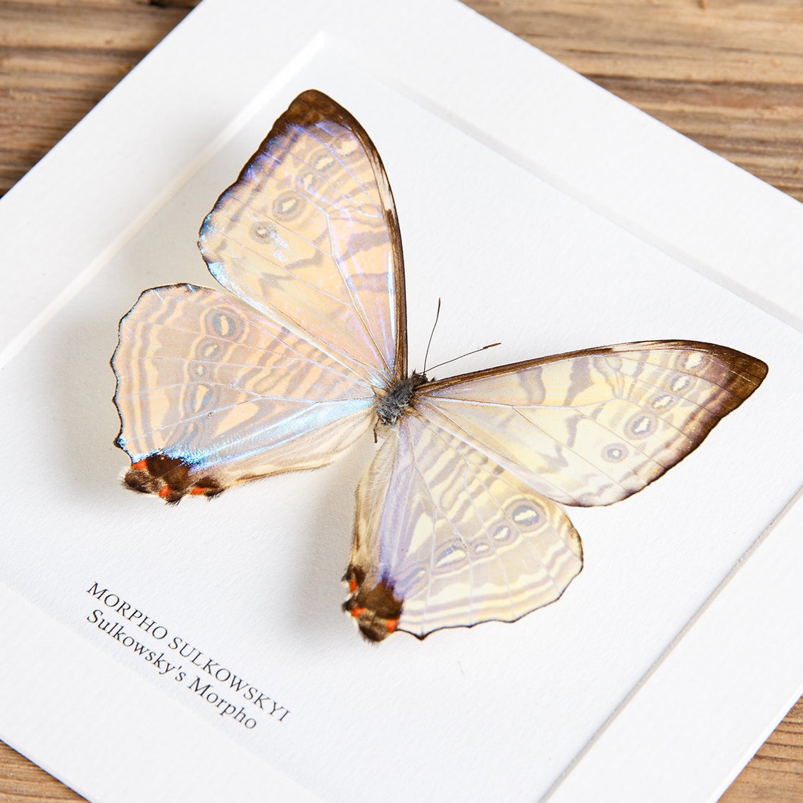 Sulkowsky's Morpho Butterfly in Box Frame morpho - Etsy