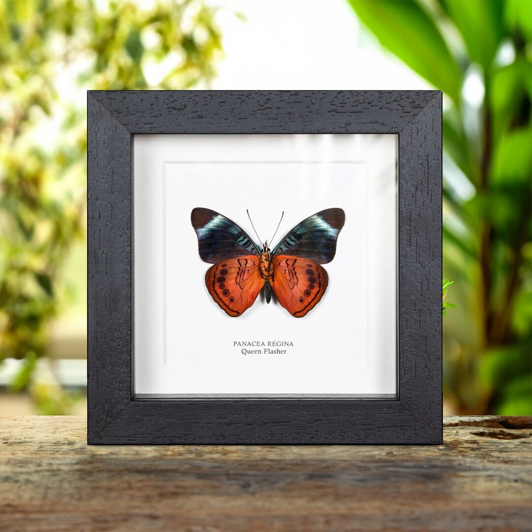Queen Flasher Ventral Side in Box Frame (panacea Regina) - Etsy