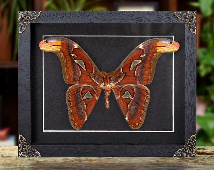Rare Metallic Picasso Moth Framed Taxidermy Baorisa Hieroglyphica - Etsy