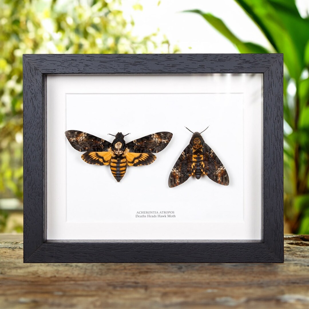 Death's Head Hawk Moth Pair in Box Frame acherontia Atropos - Etsy