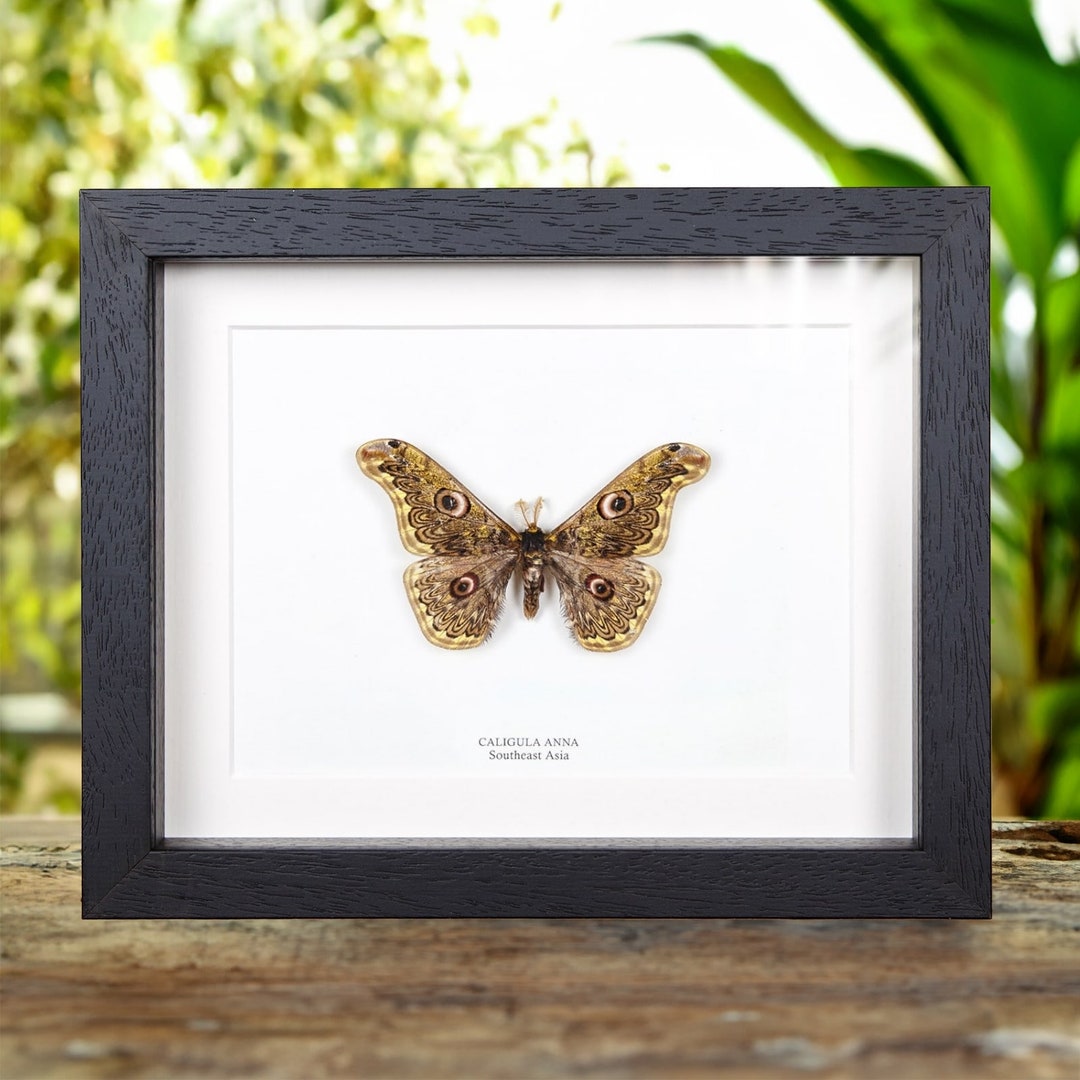Caligula Anna in Box Frame From Southeast Asia - Etsy