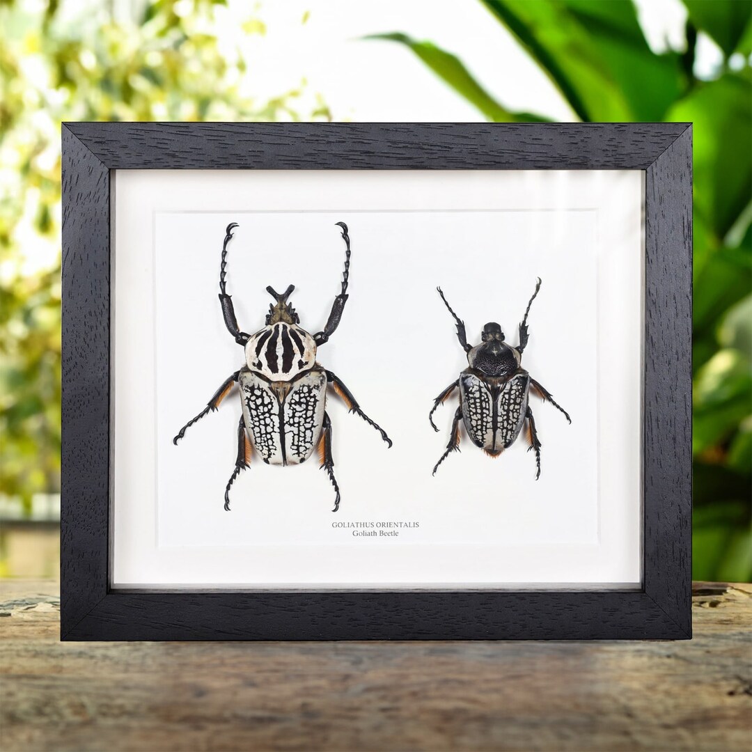 Giant Goliath Beetle Male & Female Pair in Box Frame (goliathus ...