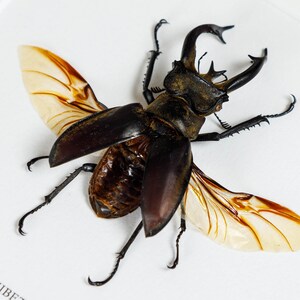 Stag Beetle With Wings Spread in Box Frame (lucanus Thibetanus Katsurai ...