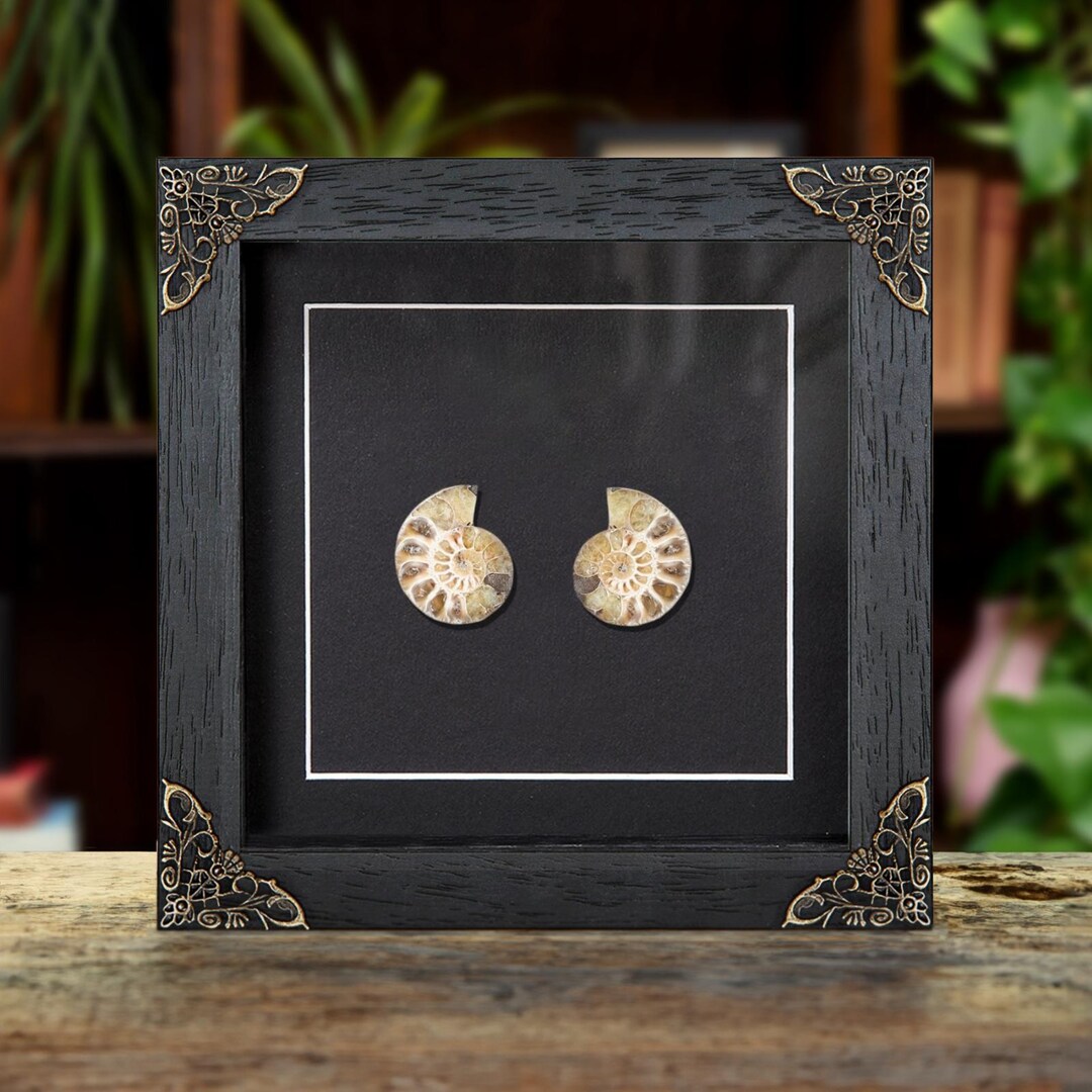 Small Ammonite Pair in Baroque Style Frame (cleoniceras Sp) - Etsy