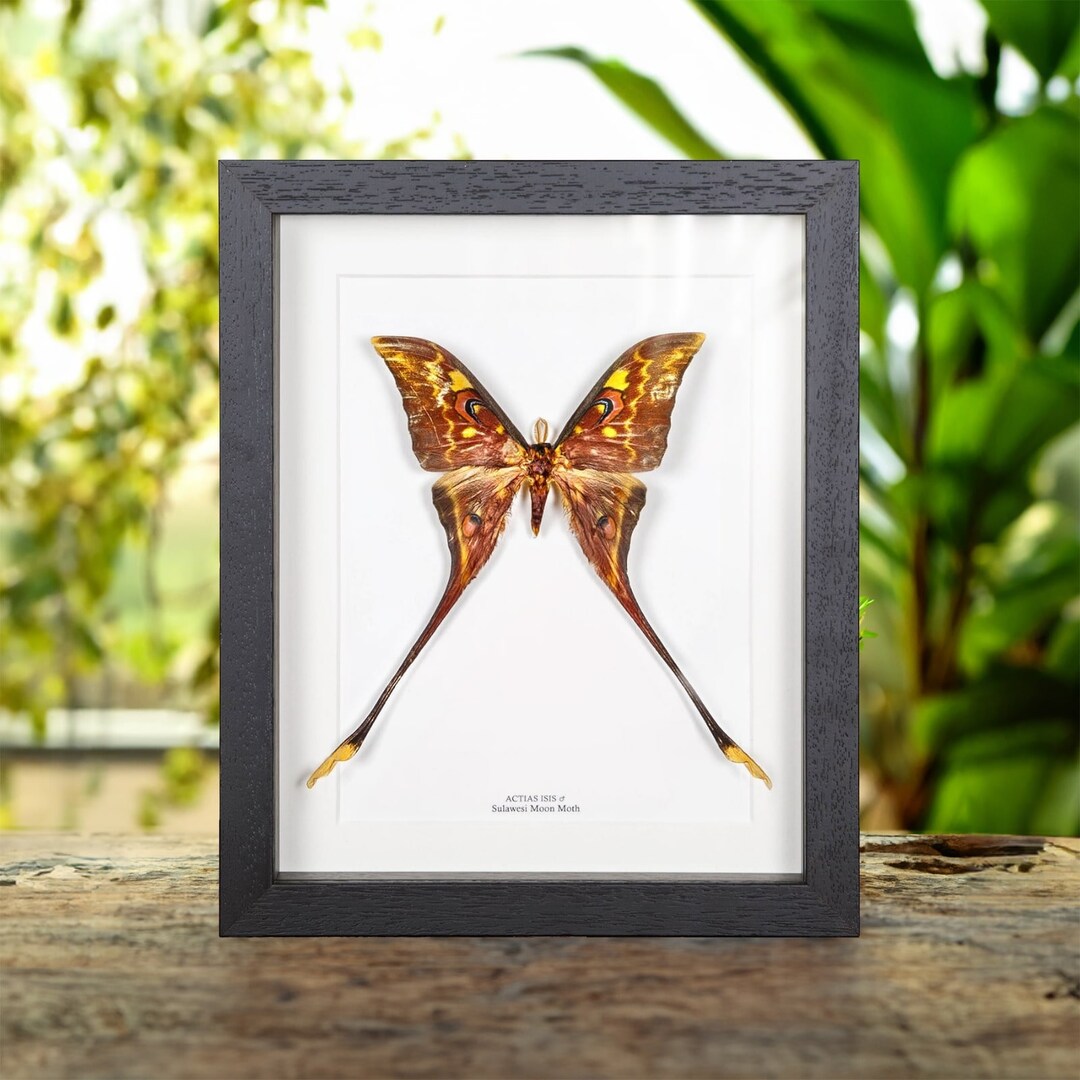 Male Sulawesi Moon Moth in Box Frame actias Isis - Etsy