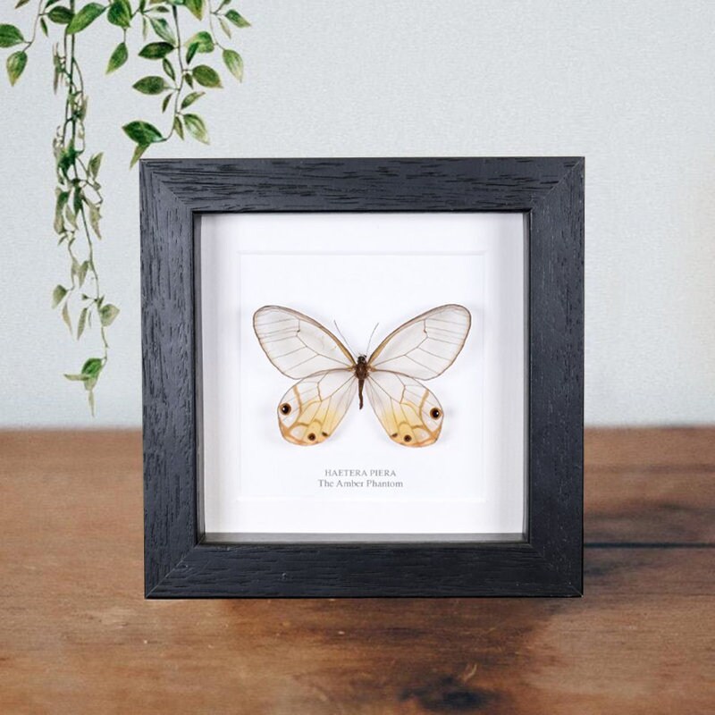 The Amber Phantom Butterfly in Box Frame Haetera piera | Etsy