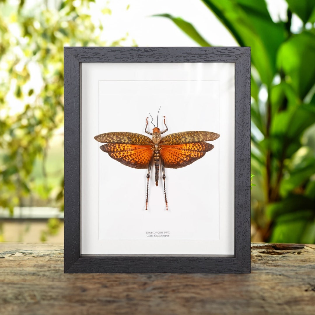 Giant Grasshopper in Box Frame (tropidacris Dux) - Etsy